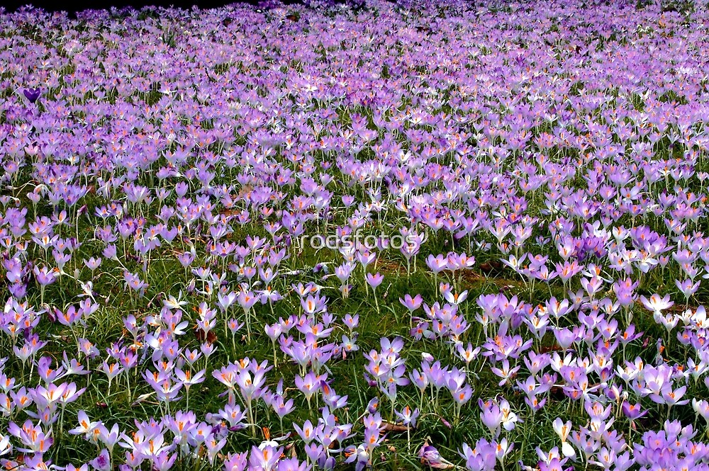 "The Crocus Field" by rodsfotos | Redbubble
