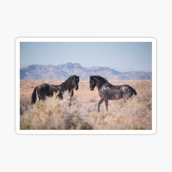 "Standoff " Sticker for Sale by SimplyKlick | Redbubble