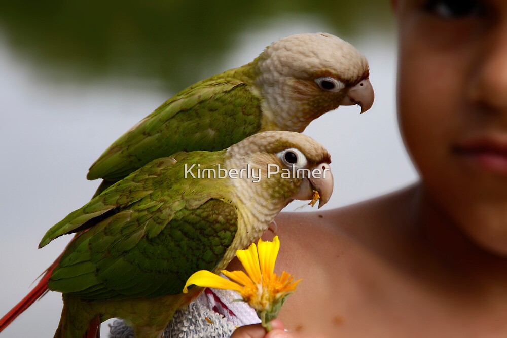 "Fancy Green Cheek Conures" by Kimberly Palmer | Redbubble