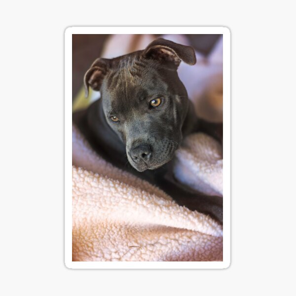 "Pure Blue Staffy" Sticker for Sale by DimondImages | Redbubble