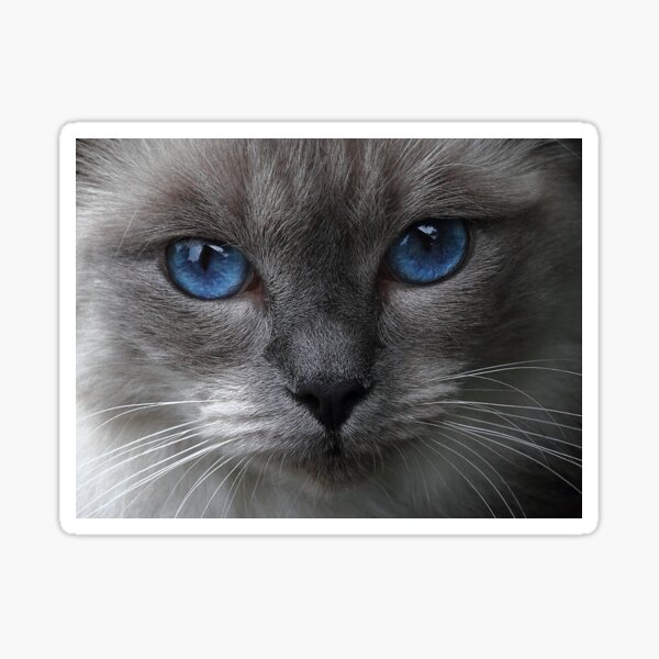 "Blue eyes" Sticker for Sale by Adamzy | Redbubble