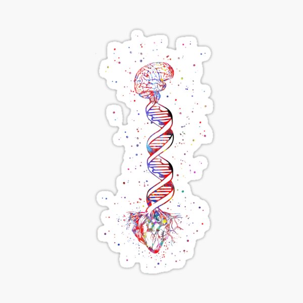 "Brain and heart, Brain and heart tree, DNA" Sticker for Sale by ...