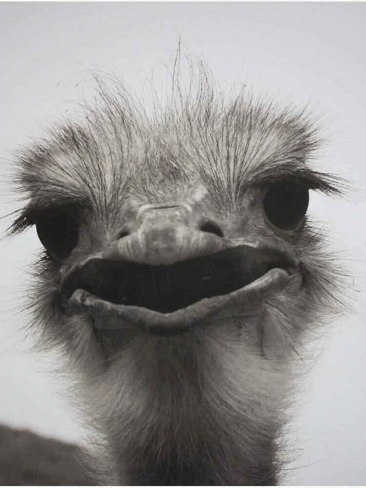 "Happy Ostrich" Sticker by lamathojo | Redbubble