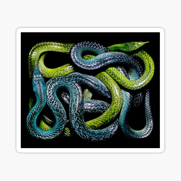 "Snakes" Sticker for Sale by ProjectMayhem | Redbubble