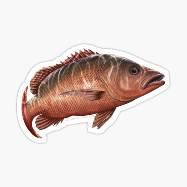 "Mangrove Jack" Sticker by barradingo | Redbubble