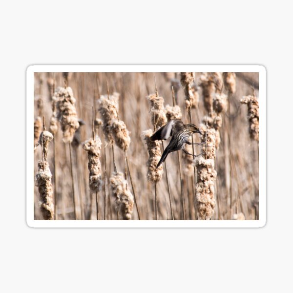 "Alight" Sticker for Sale by ivoire | Redbubble