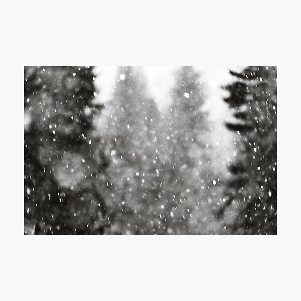 Lámina fotográfica «Bosque nevado - Bosques blancos y negros con nieve ...