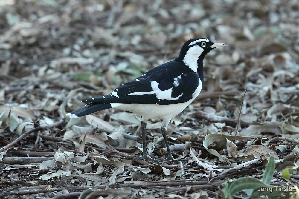 "Australian Magpie Lark " by Jerry Tingle | Redbubble