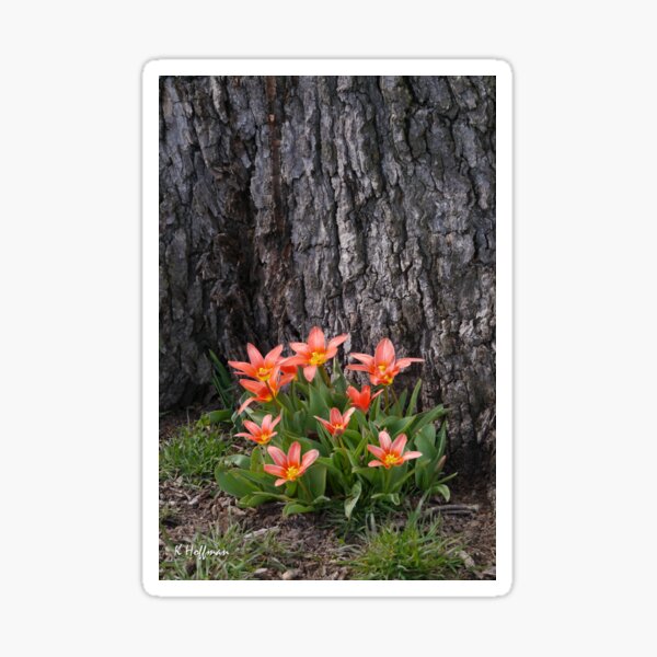 "Ta Da !" Sticker for Sale by webster7 | Redbubble