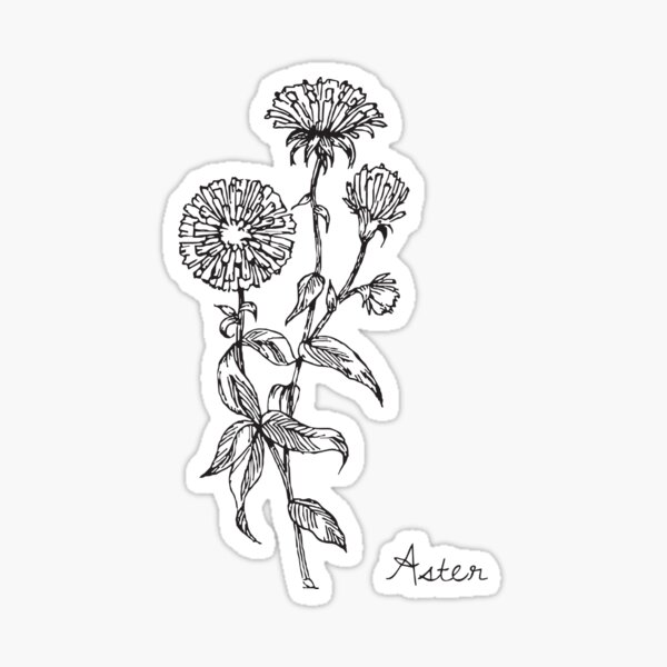 "Botanical Flower: Aster" Sticker by AshHaycraft94 | Redbubble