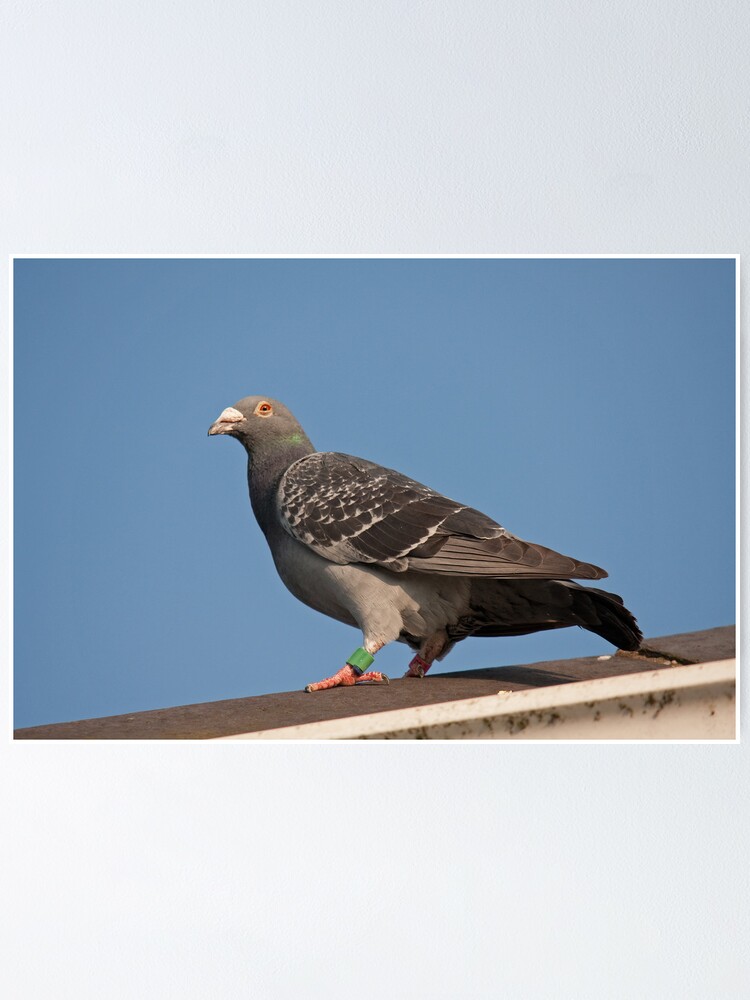 "Racing pigeon" Poster by jon77lees | Redbubble