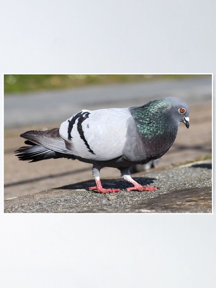 Dancing Flyer Pigeon
