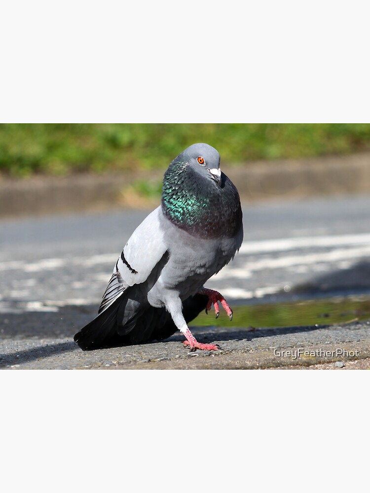 "Pigeon strut" Sticker for Sale by GreyFeatherPhot | Redbubble