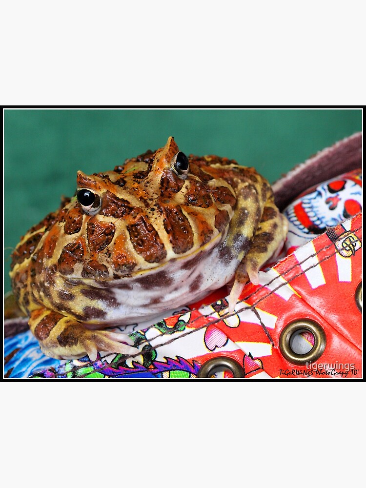 "New Ed Hardy Model" Photographic Print by tigerwings | Redbubble