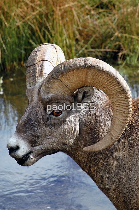 "Big Ram" by paolo1955 | Redbubble