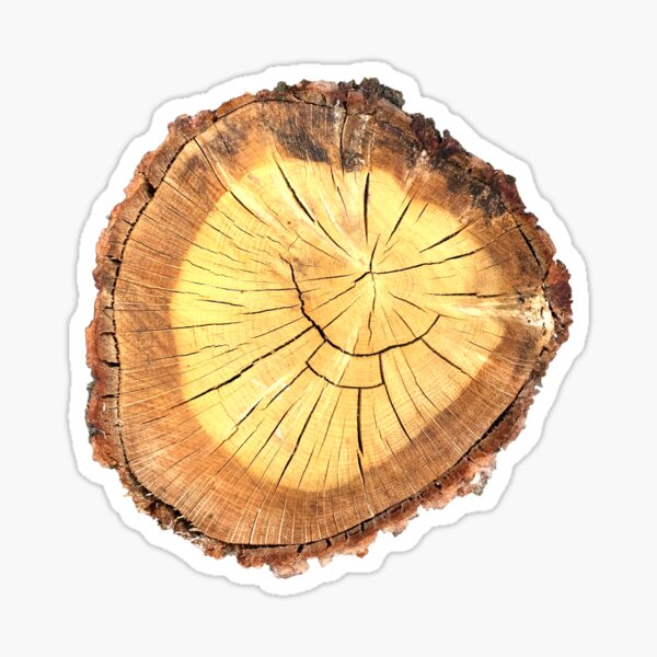 "Tree Stump" Sticker for Sale by rockpebblestone | Redbubble