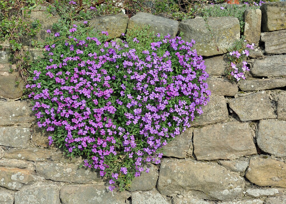 "Heart-Shaped Flowers on Yorkshire Stone Wall" by Ann Miller | Redbubble