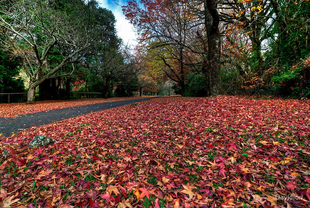 "Mt Mount Wilson | NSW | The Blue Mountains | Australia | Autumn ...