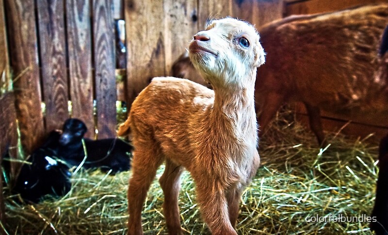 "Curious Baby Goat" by colorfulbundles | Redbubble
