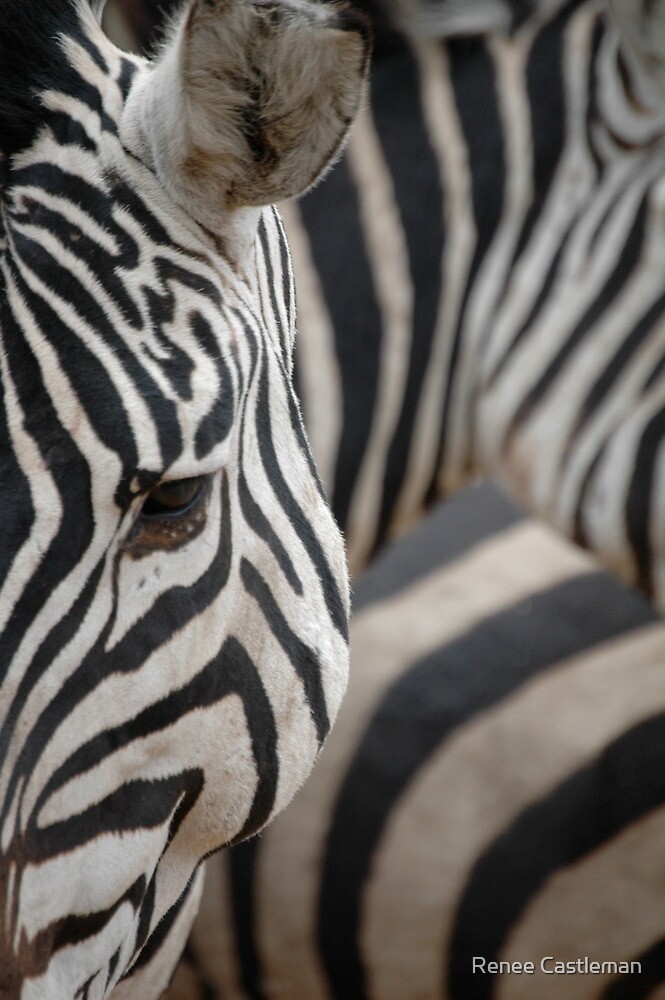 "Savannah Stripes" by Renee Castleman | Redbubble