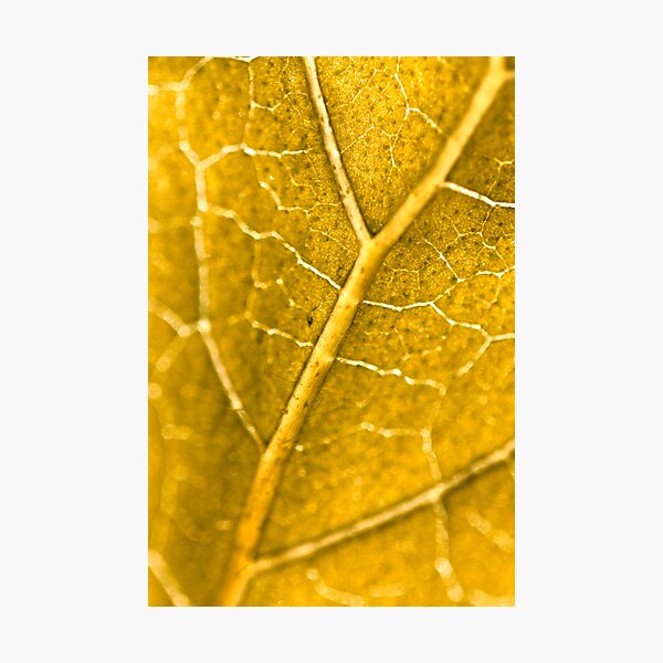 Amber Leaf Gifts & Merchandise | Redbubble