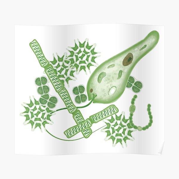"Phytoplankton" Poster for Sale by buchananmab | Redbubble