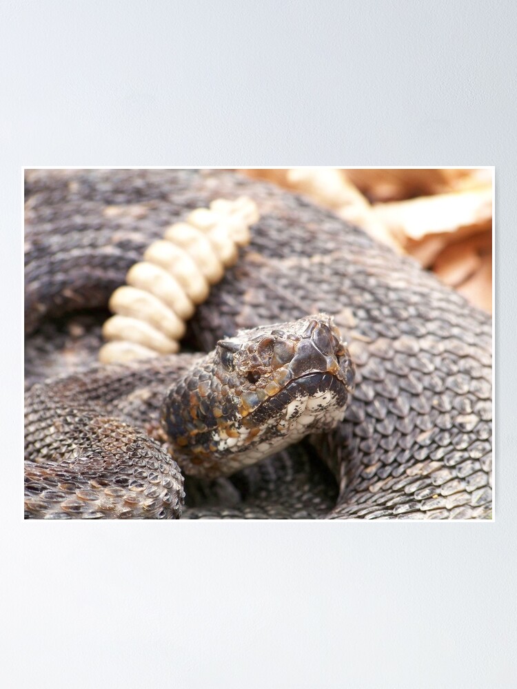 "Timber Rattlesnake" Poster for Sale by ddilluvioarts | Redbubble