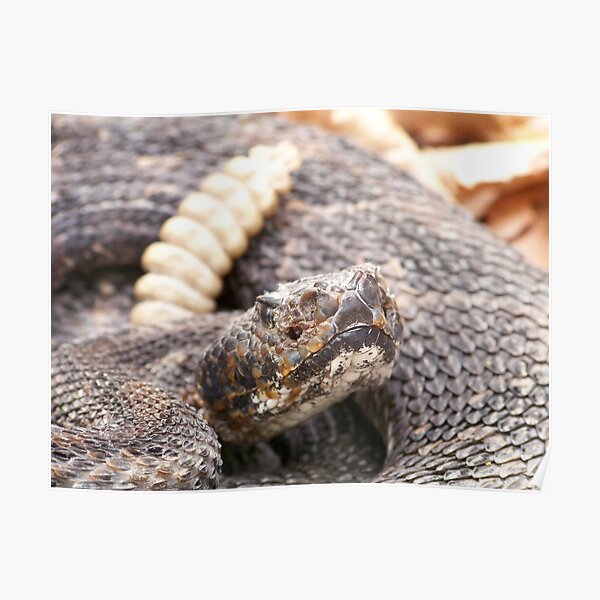 "Timber Rattlesnake" Poster for Sale by ddilluvioarts | Redbubble