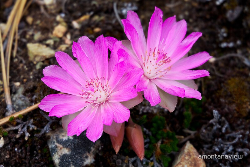 "Bitterroot wildflower" by amontanaview | Redbubble