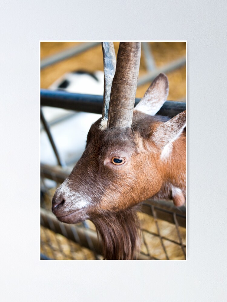 "Billy Goat Gruff" Poster for Sale by futbar | Redbubble