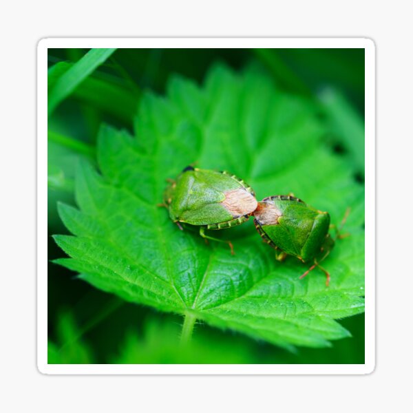 "Tug-Of-Love" Sticker by duncandragon | Redbubble