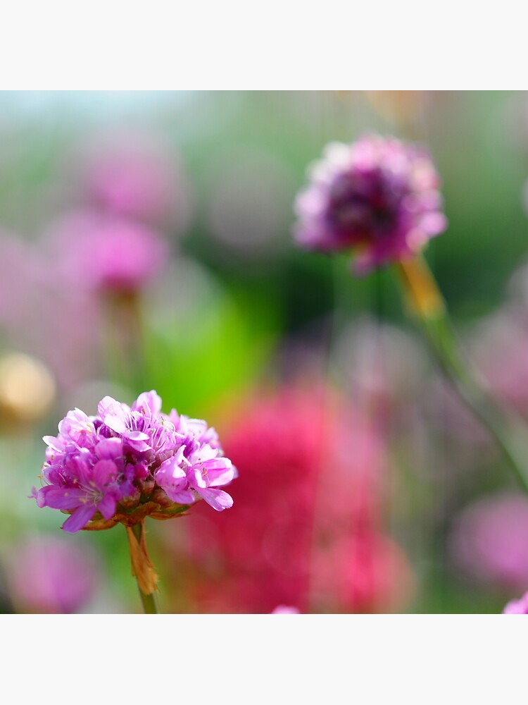 "Bouquet Bokeh" Sticker by duncandragon | Redbubble