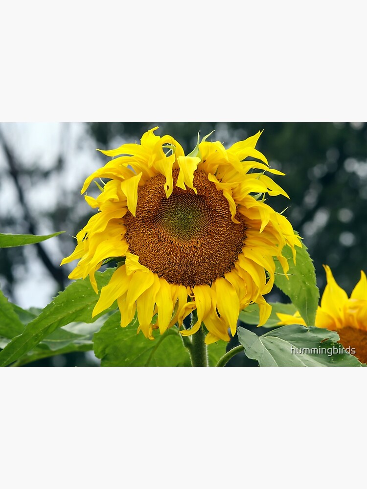 "Sunflowers Cheer Me Up" Poster by hummingbirds | Redbubble