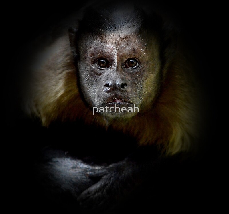 "Looking into your soul......" by patcheah | Redbubble