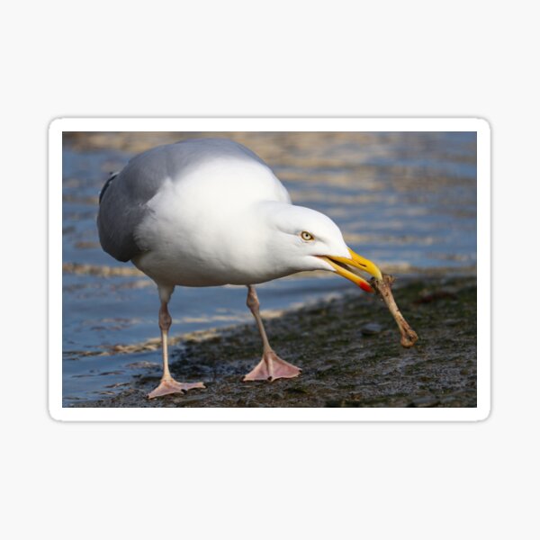 "Scavenging gull" Sticker for Sale by GreyFeatherPhot | Redbubble