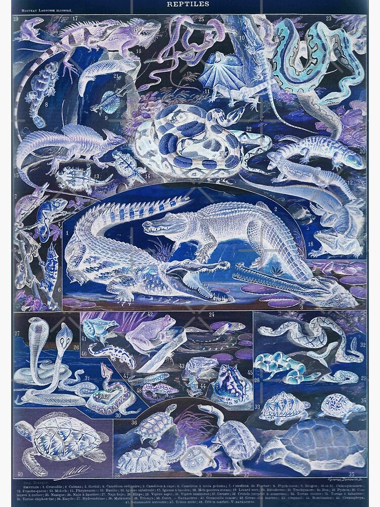 "Reptiles Old French Illustration" Poster for Sale by Leksal | Redbubble
