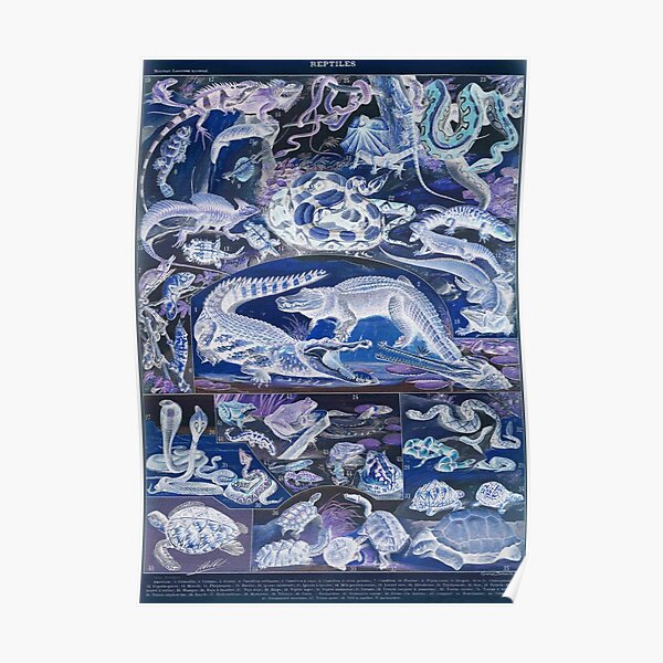 "Reptiles Old French Illustration" Poster for Sale by Leksal | Redbubble