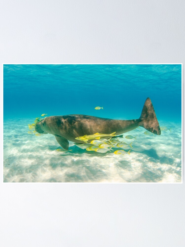 "Dugong" Poster for Sale by Jesshaddenphoto | Redbubble