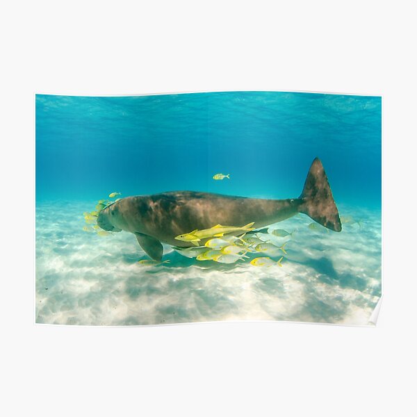 "Dugong" Poster for Sale by Jesshaddenphoto | Redbubble