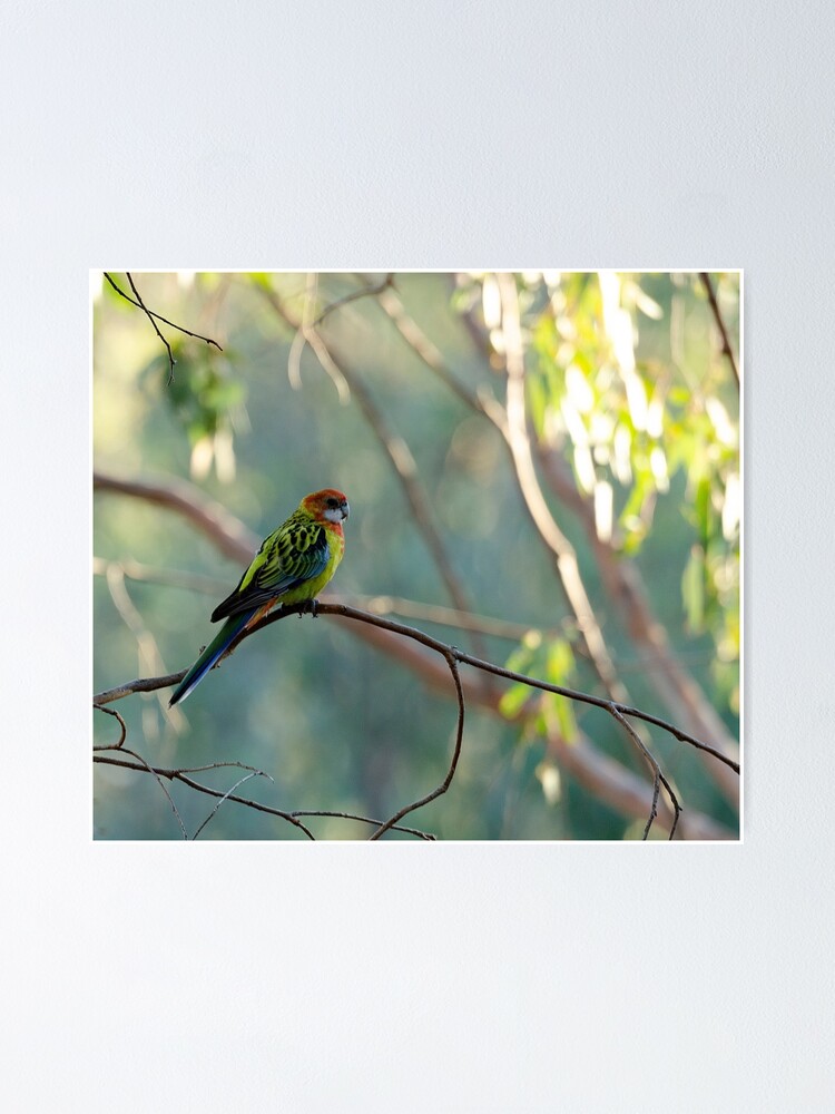 "Eastern Rosella" Poster by Bevlyn | Redbubble