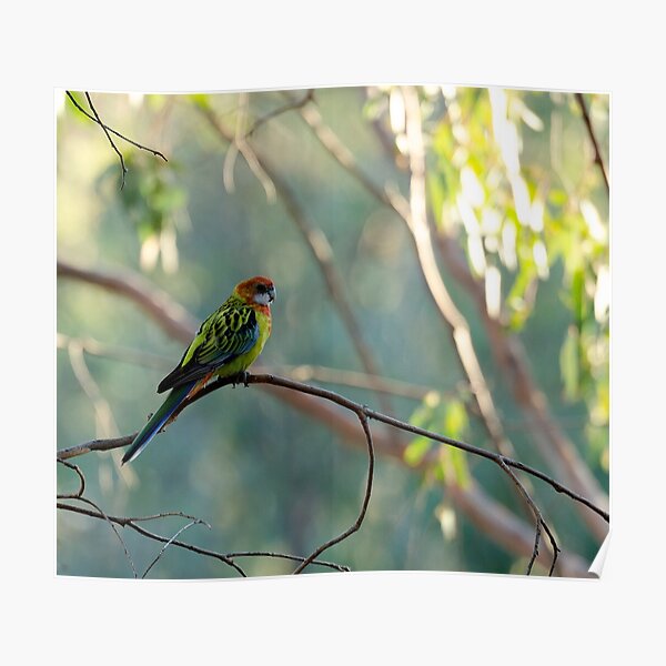 "Eastern Rosella" Poster by Bevlyn | Redbubble