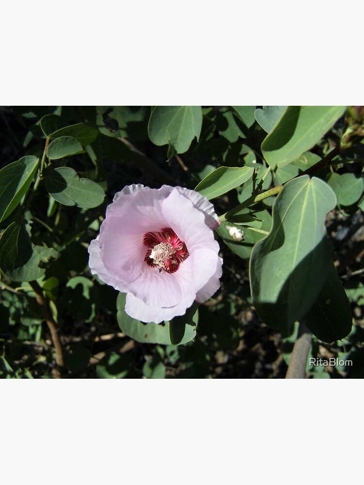 "Sturt Desert Rose, Australian Native, Northern Territory. Australia ...