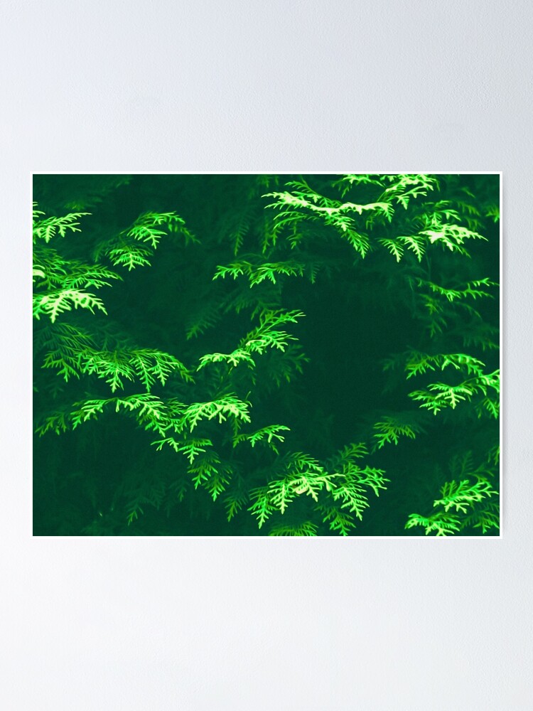 "Branches" Poster by AngustheBean | Redbubble