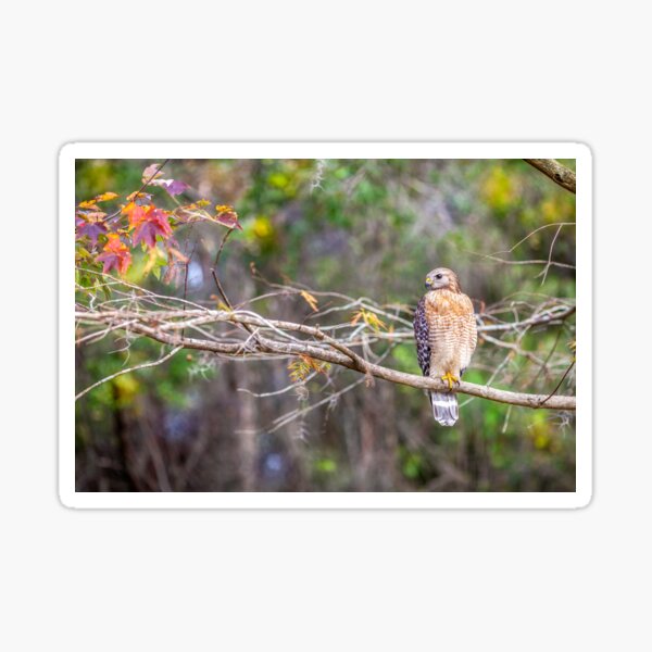 "Hawk" Sticker by SpikeFlutie | Redbubble