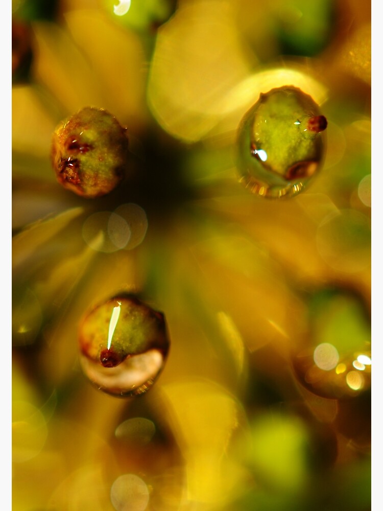 "Nipple Explosion" Poster for Sale by duncandragon | Redbubble