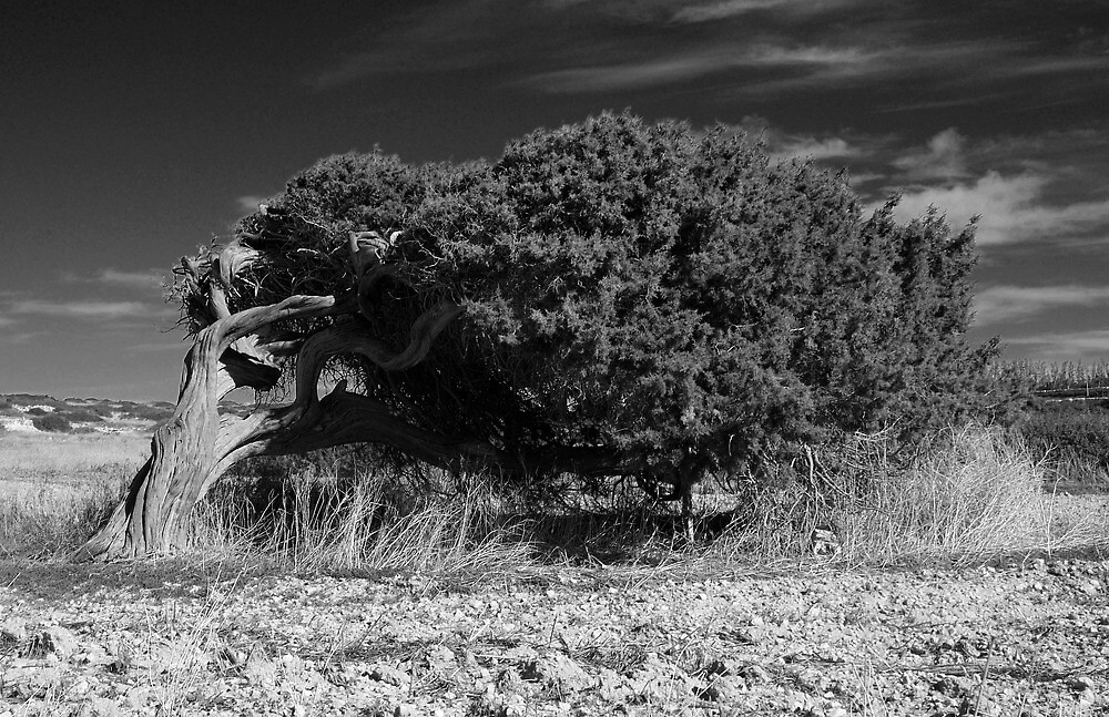 "Windswept Olive tree cyprus" by clanalba | Redbubble