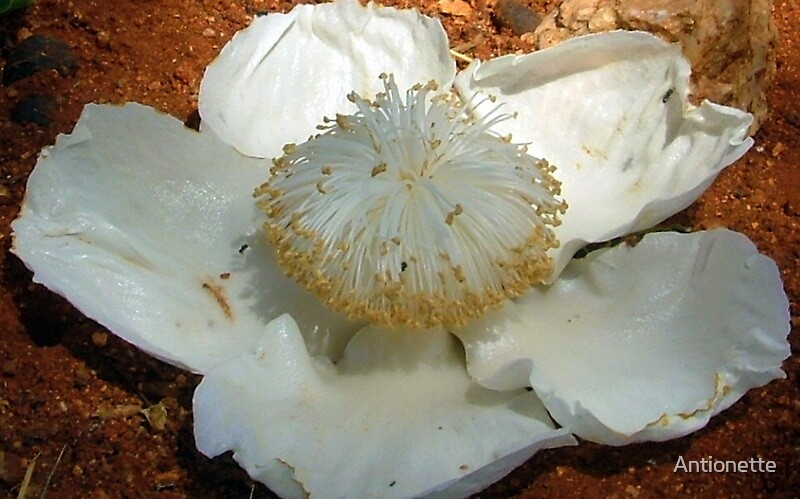 "Baobab flower" by Antionette | Redbubble