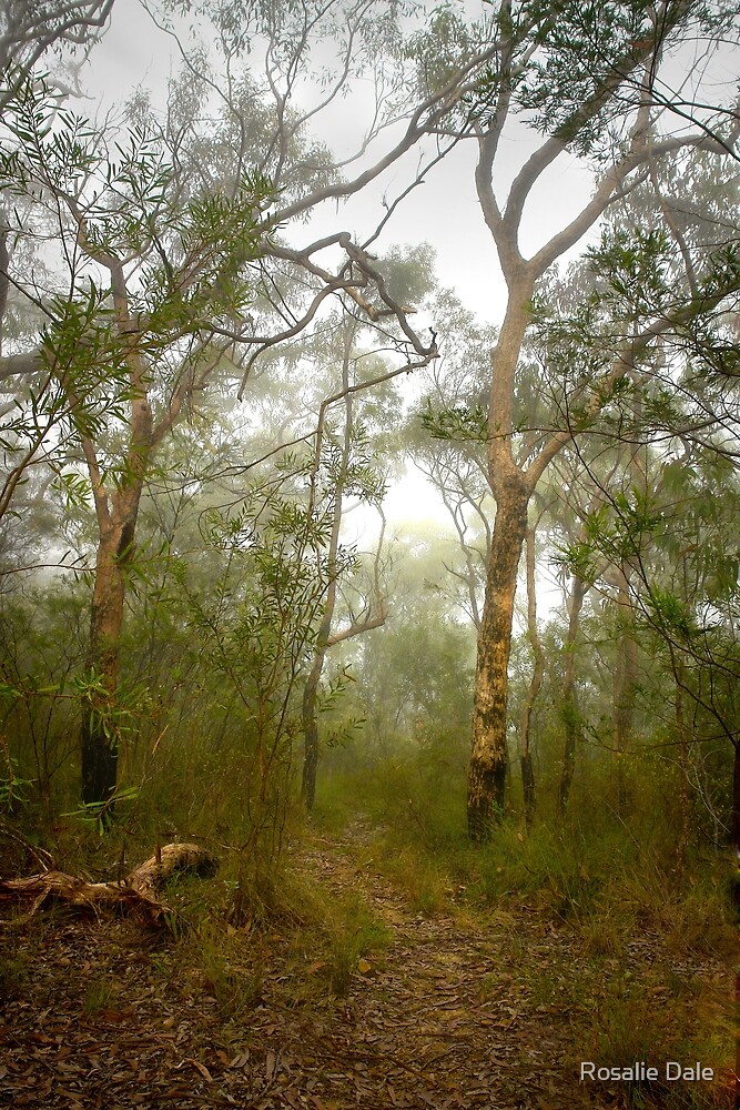 "Morning mist, Hawkins Lookout ~ Wiseman's Ferry NSW" by Rosalie Dale ...