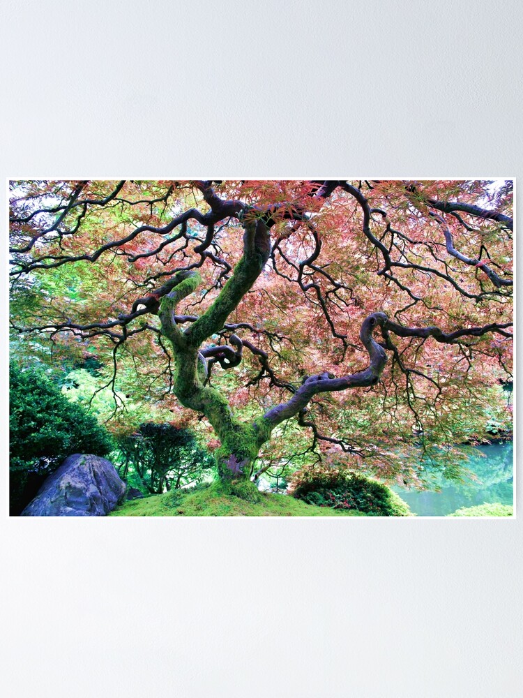 "Japanese Maple Tree" Poster by amckinzie | Redbubble