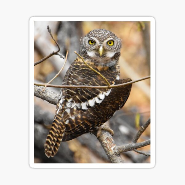 "African Barred Owlet" Sticker for Sale by Steves-Pics | Redbubble